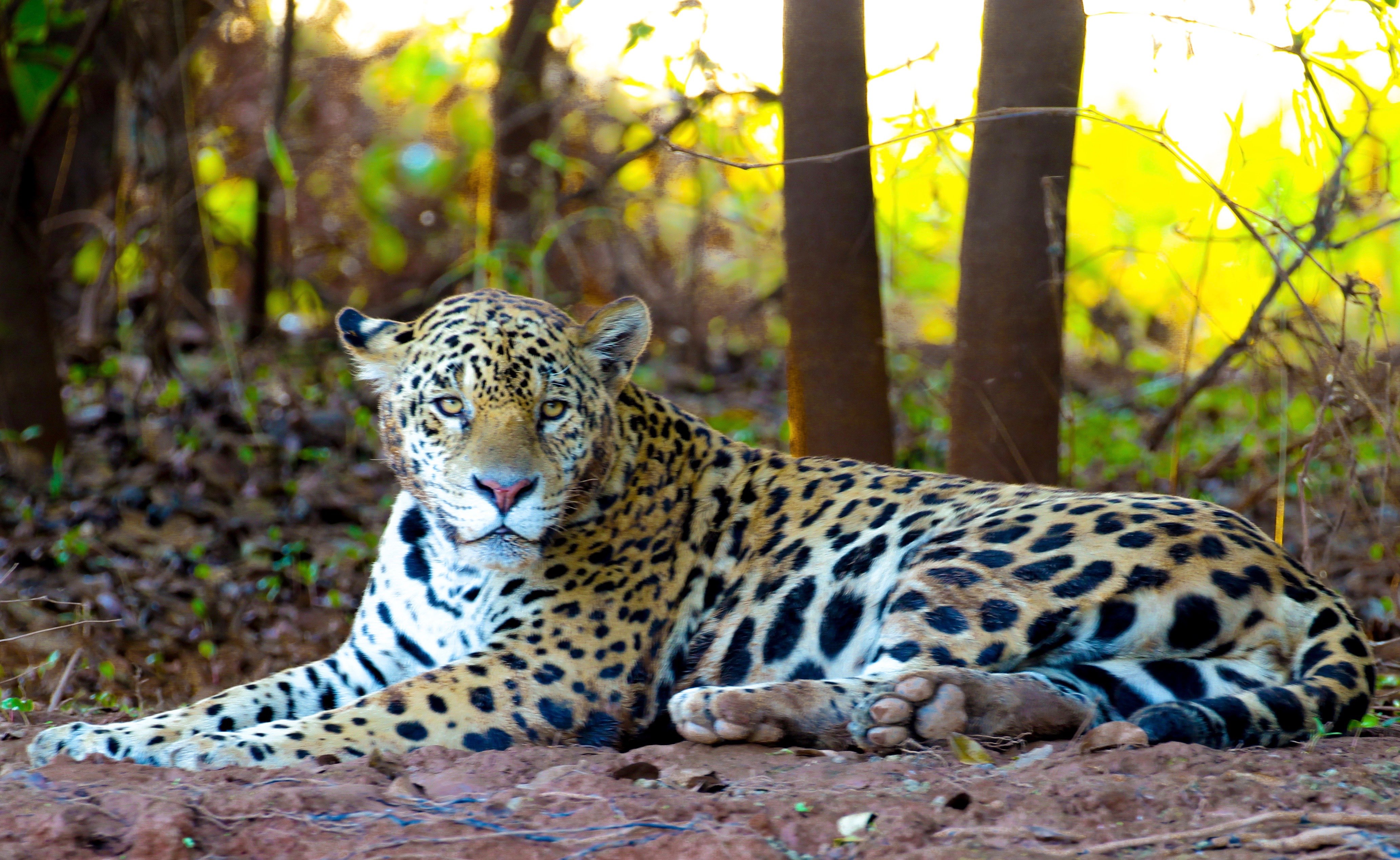 “The Jaguar Wildlife Corridor: The Pantanal, Brazil” Movie–and the ...